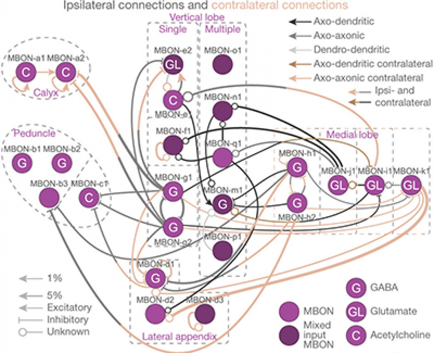 Mapping Brain Circuitry, One Neuron at a Time - Kavli NDI